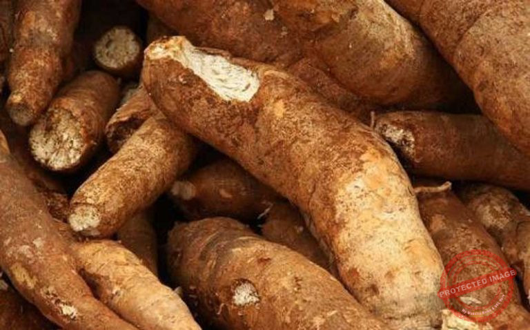 Cassava Nutrition and Toxicity Introduction - Cassava Washing Peeling ...